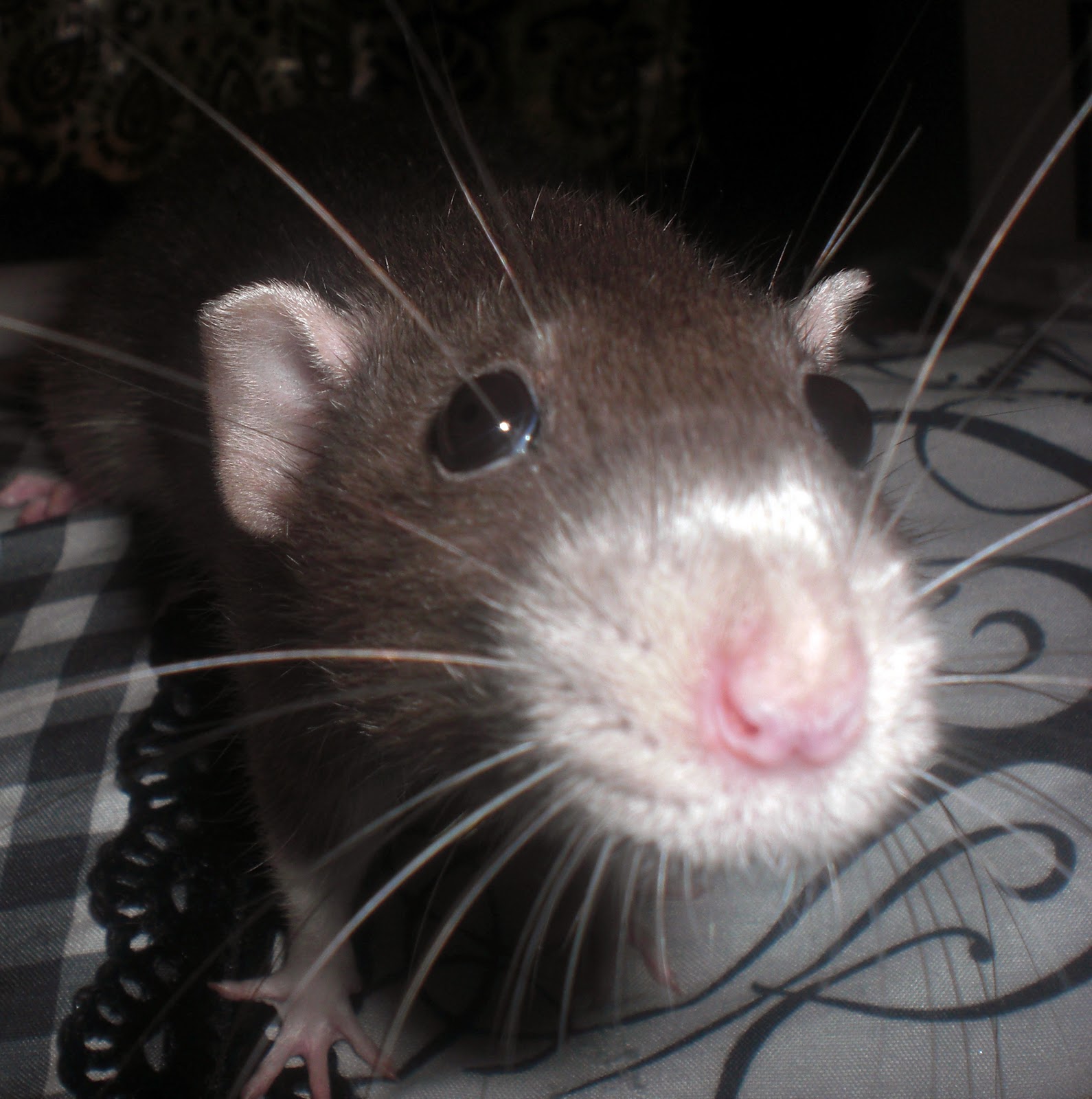 130 Kellen Fleener: 40-Amplified Perspective